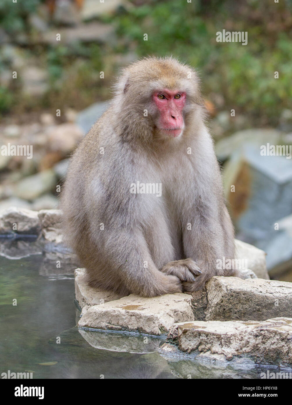 Japanese Macaques (or Snow Monkey's) in and around a hot spring at ...
