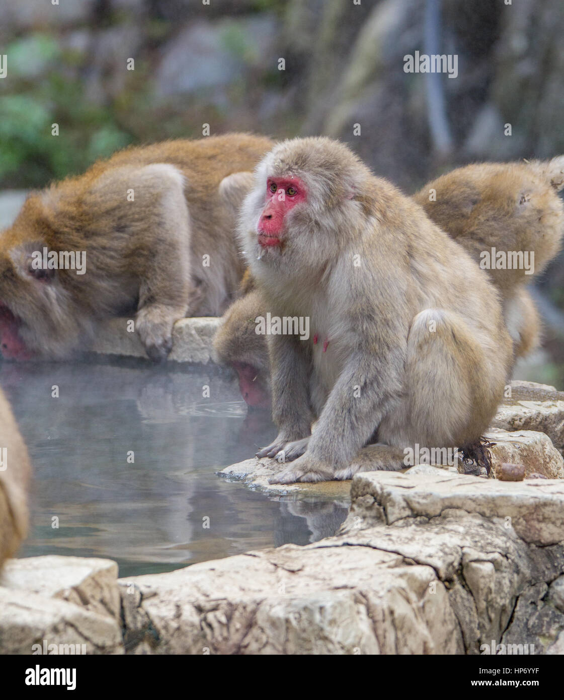 Japanese Macaques (or Snow Monkey's) in and around a hot spring at ...