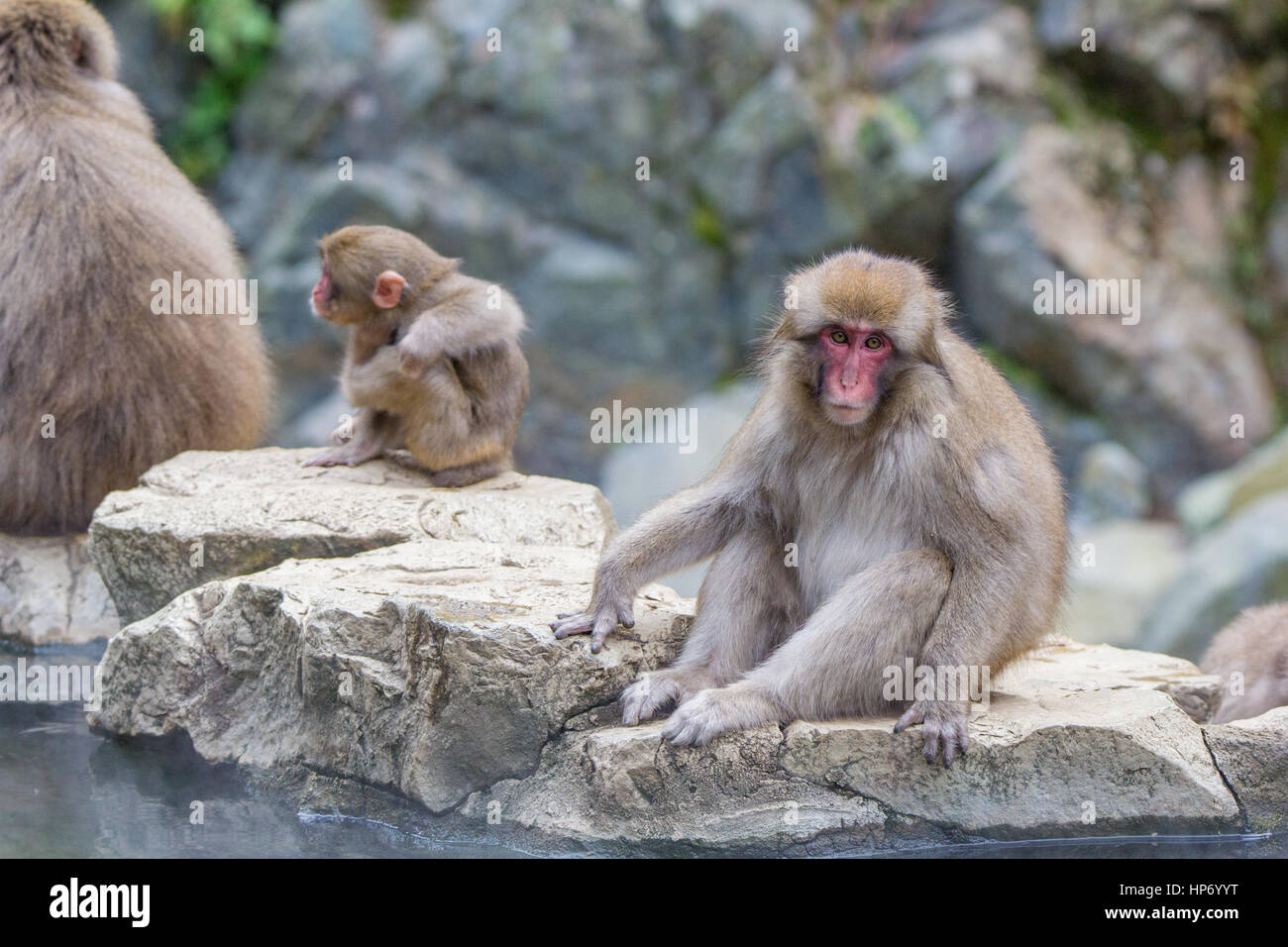 Japanese Macaques (or Snow Monkey's) in and around a hot spring at ...