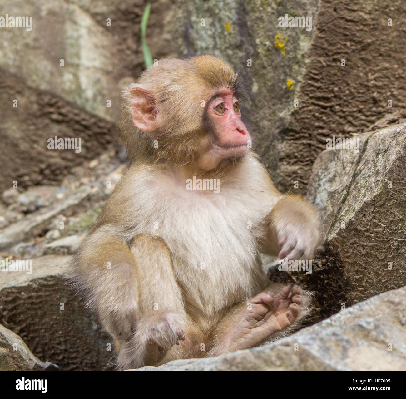 Japanese_macaque hi-res stock photography and images - Alamy