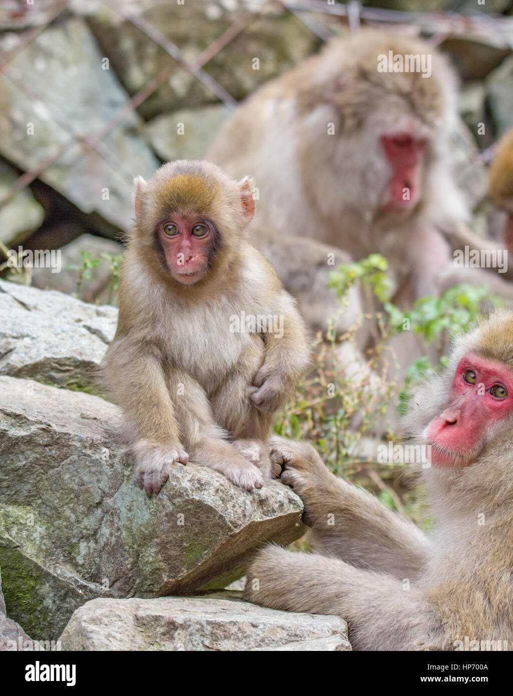 Japanese Macaques (or Snow Monkey's) in and around a hot spring at ...