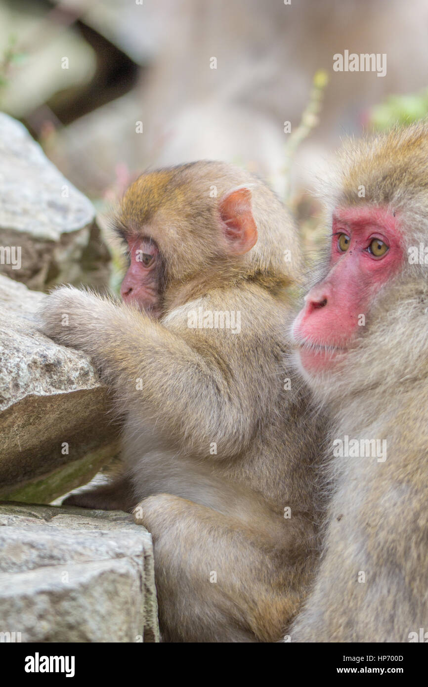 Japanese_macaque hi-res stock photography and images - Alamy