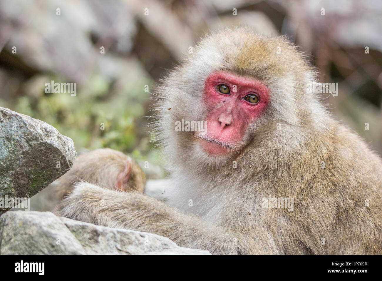 Japanese_macaque hi-res stock photography and images - Alamy