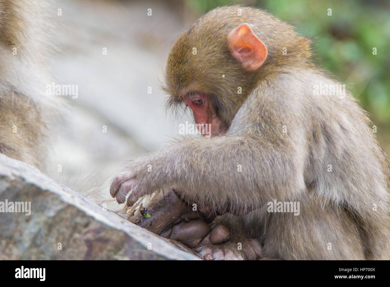 Japanese Macaques (or Snow Monkey's) in and around a hot spring at ...