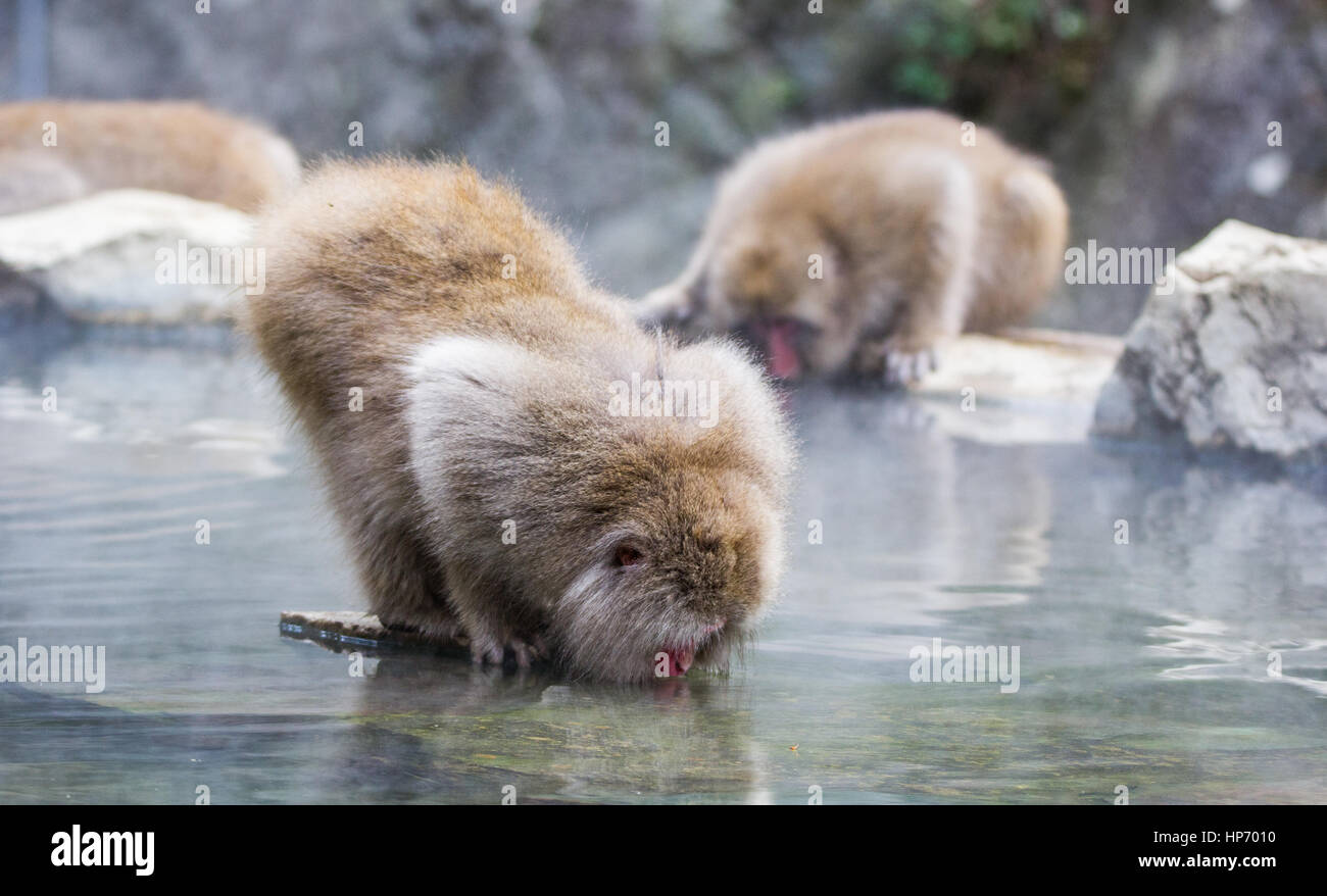 Japanese_macaque hi-res stock photography and images - Alamy