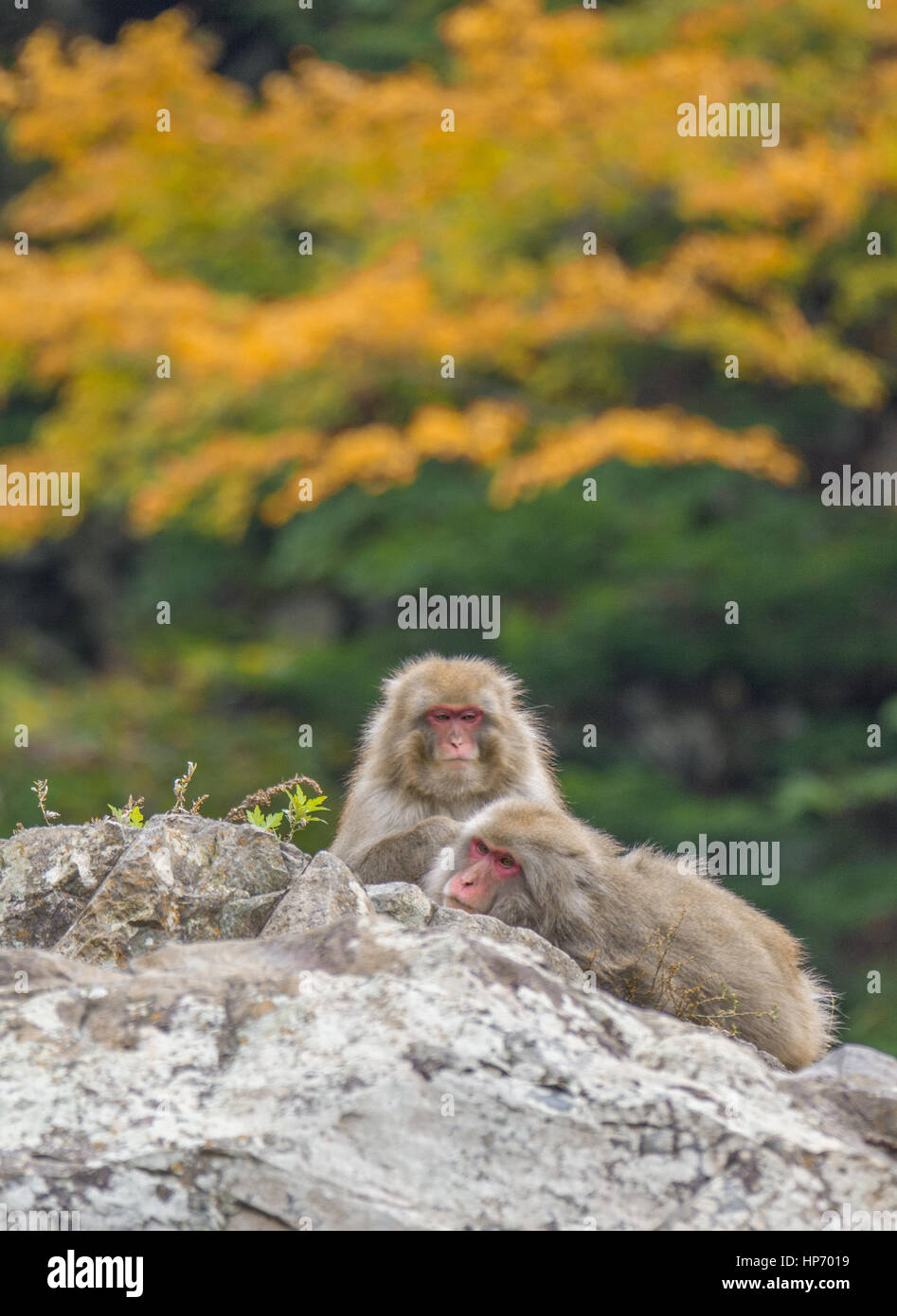 Japanese Macaques (or Snow Monkey's) in and around a hot spring at ...