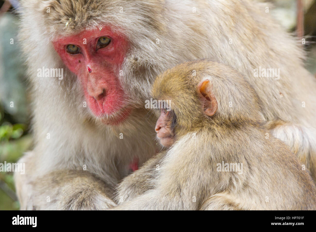 Japanese_macaque hi-res stock photography and images - Alamy