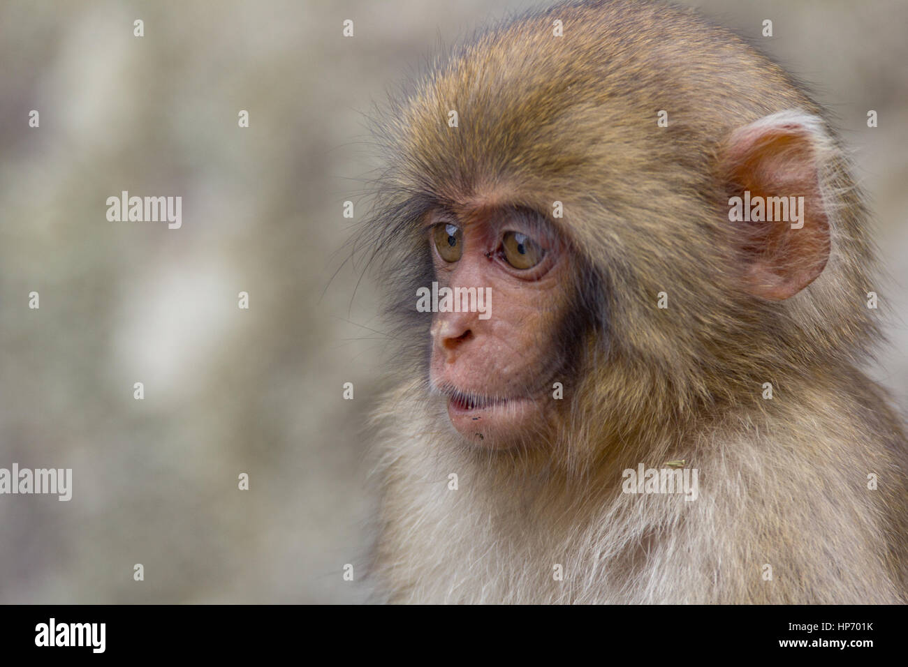 Japanese Macaques (or Snow Monkey's) in and around a hot spring at ...