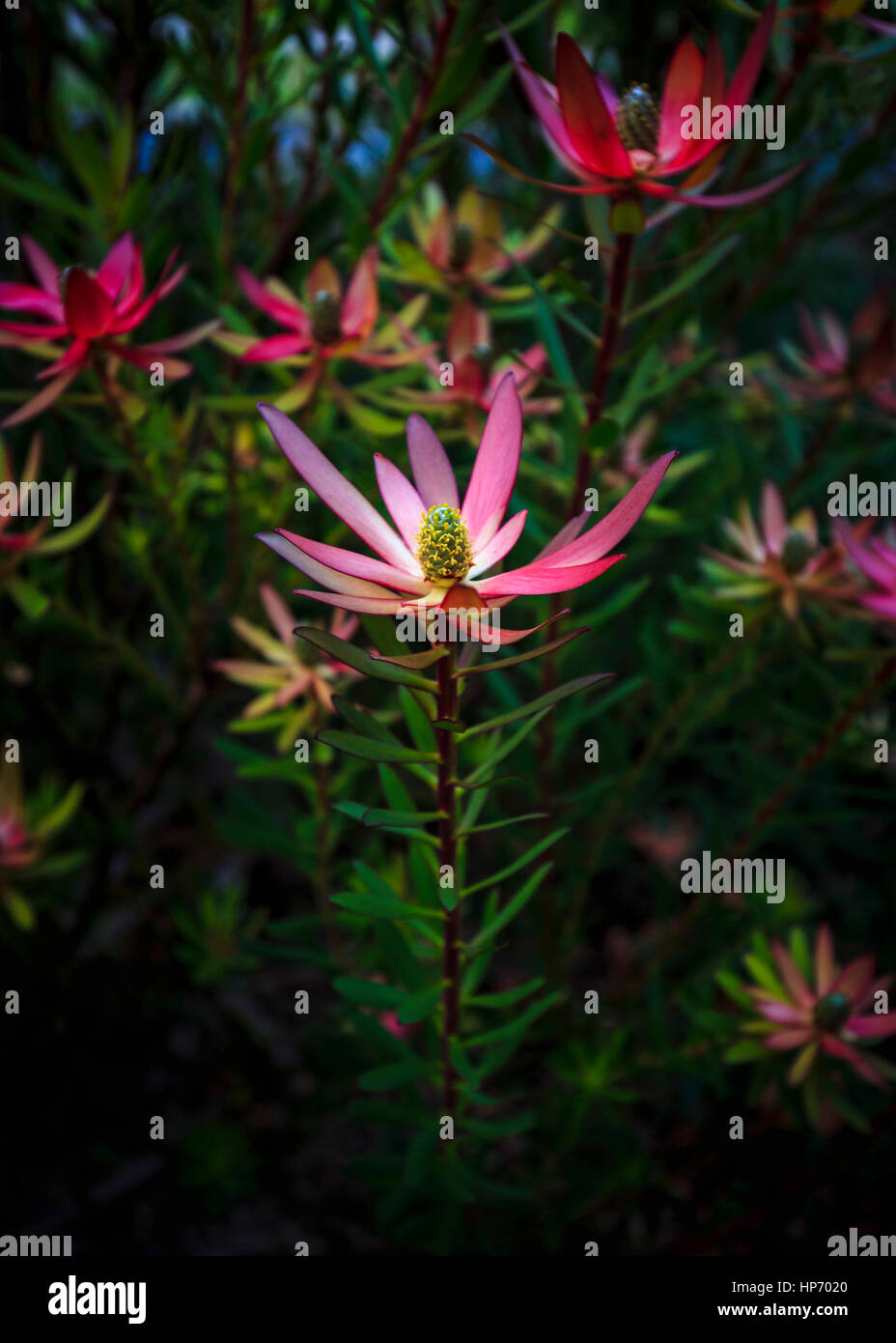 Most beautiful flower hi-res stock photography and images - Alamy