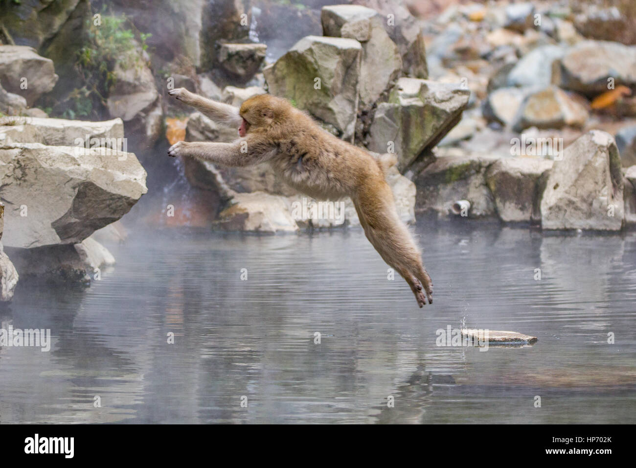 Japanese_macaque hi-res stock photography and images - Alamy