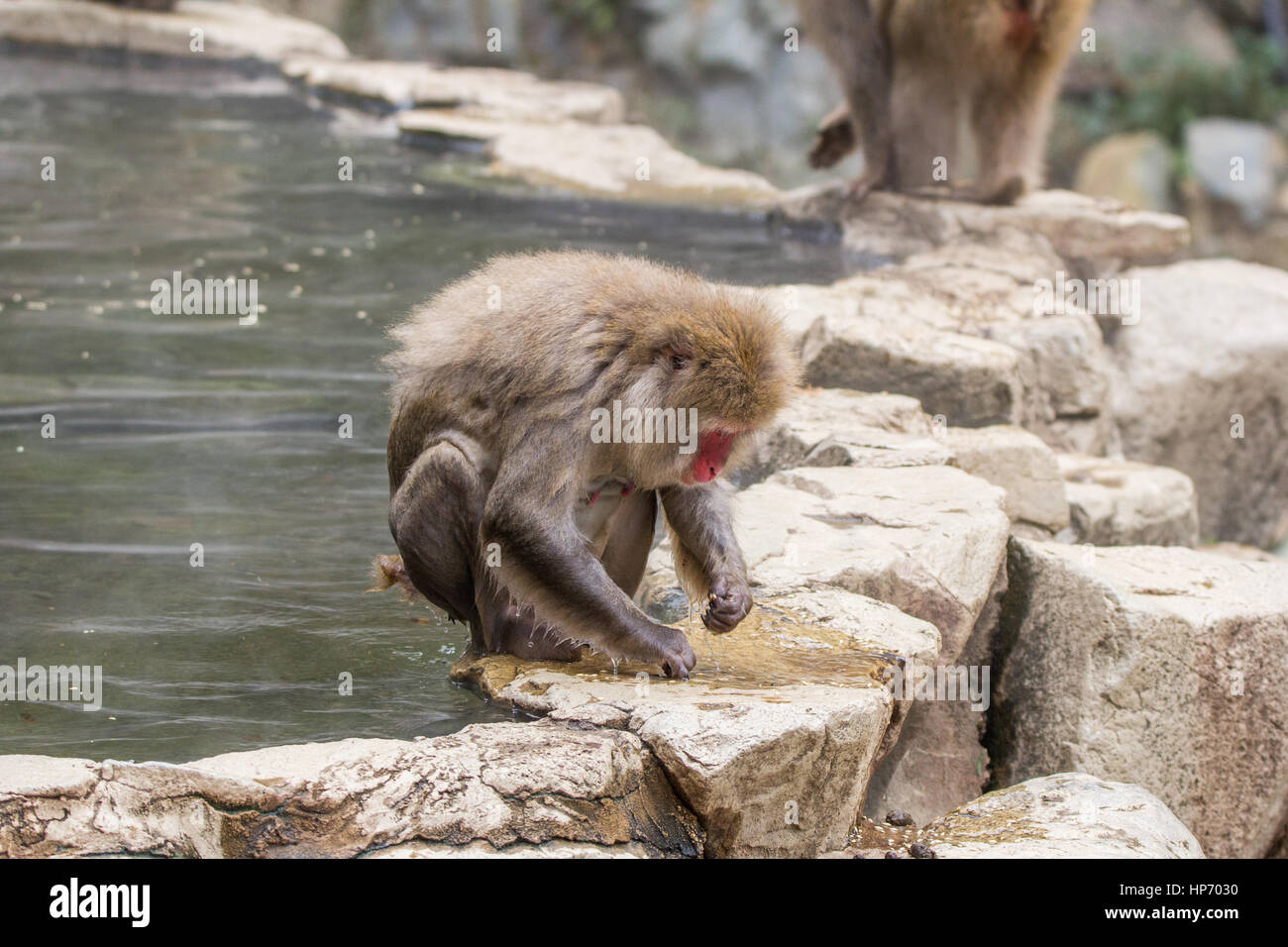 Japanese Macaques (or Snow Monkey's) in and around a hot spring at ...