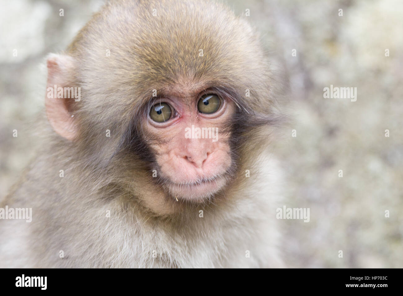 Japanese Macaques (or Snow Monkey's) in and around a hot spring at ...
