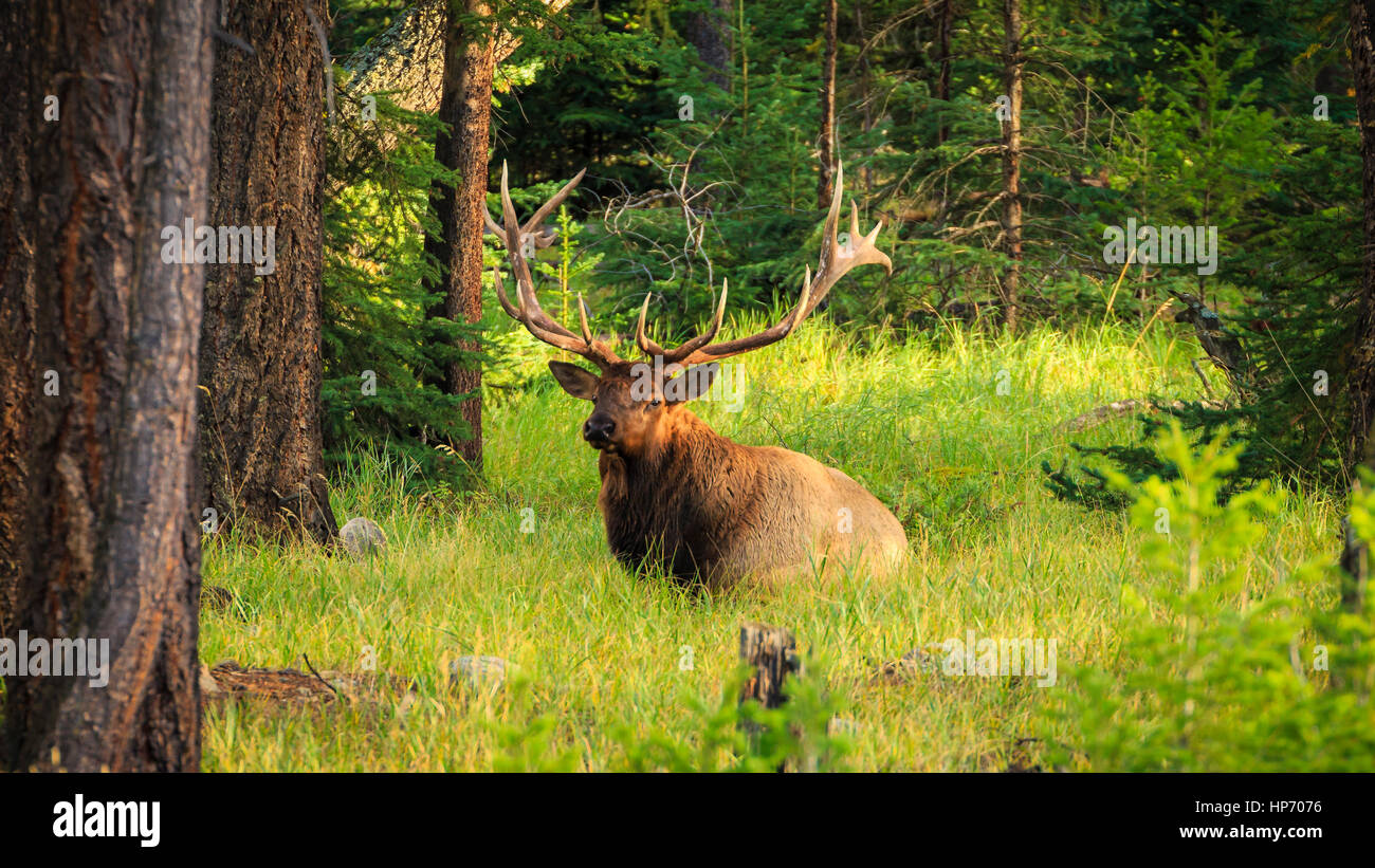 Entlers hi-res stock photography and images - Alamy