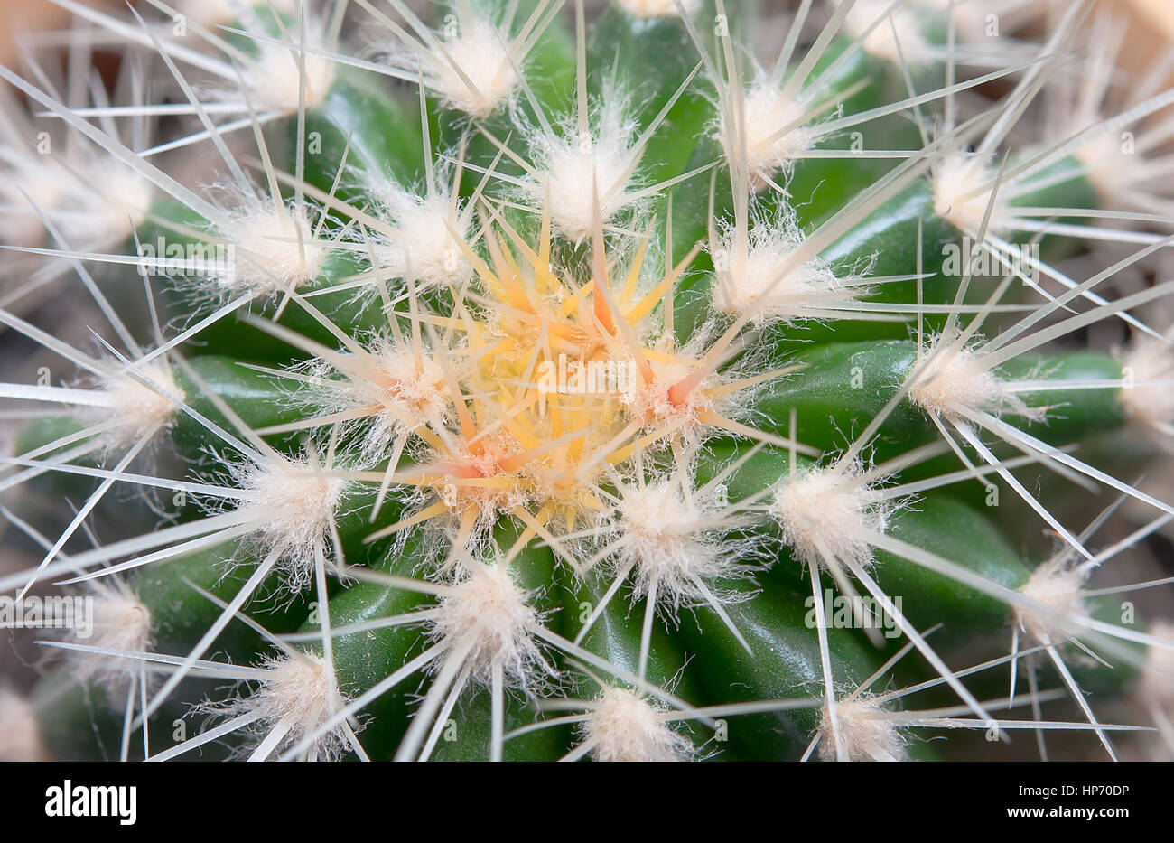 Side view of cactus flower hi-res stock photography and images - Alamy