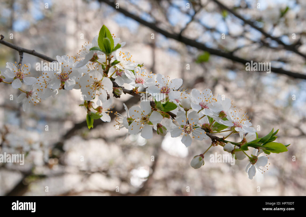Spring flowering cherry hi-res stock photography and images - Alamy