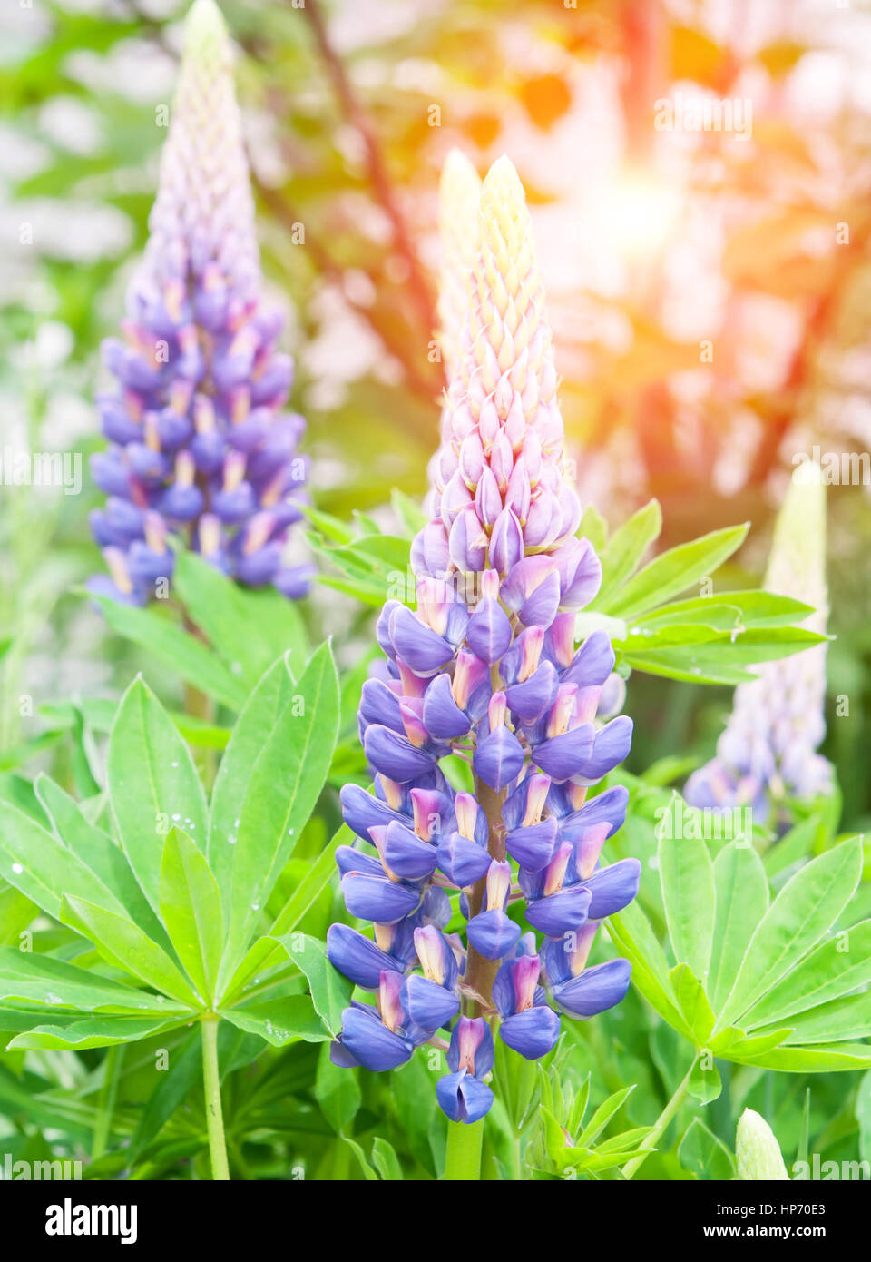 landscape with lupine flowers field. Summer time Stock Photo - Alamy