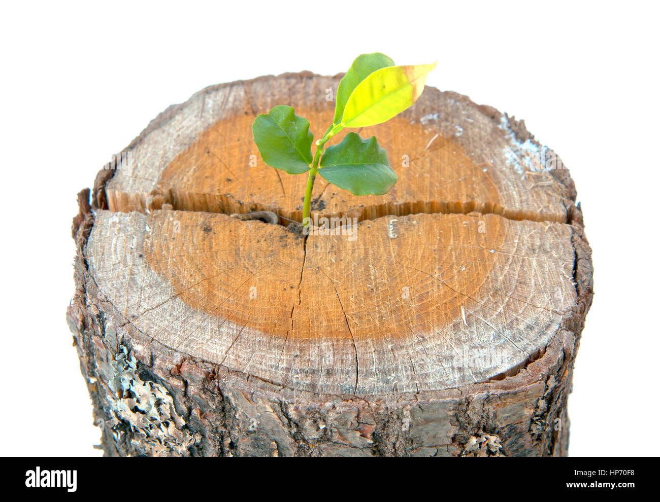 young plant growing on tree stump Stock Photo - Alamy