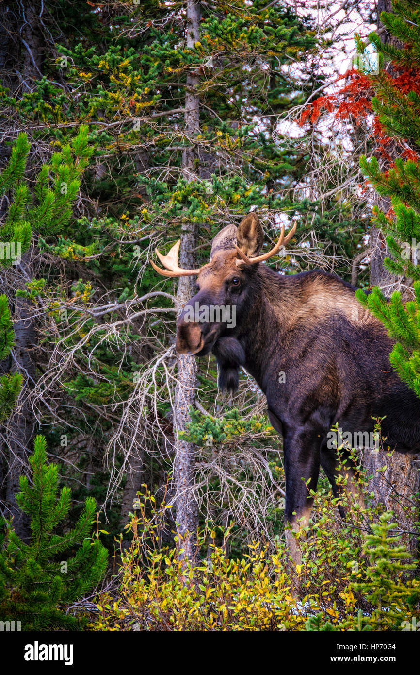 Giant moose hi-res stock photography and images - Alamy
