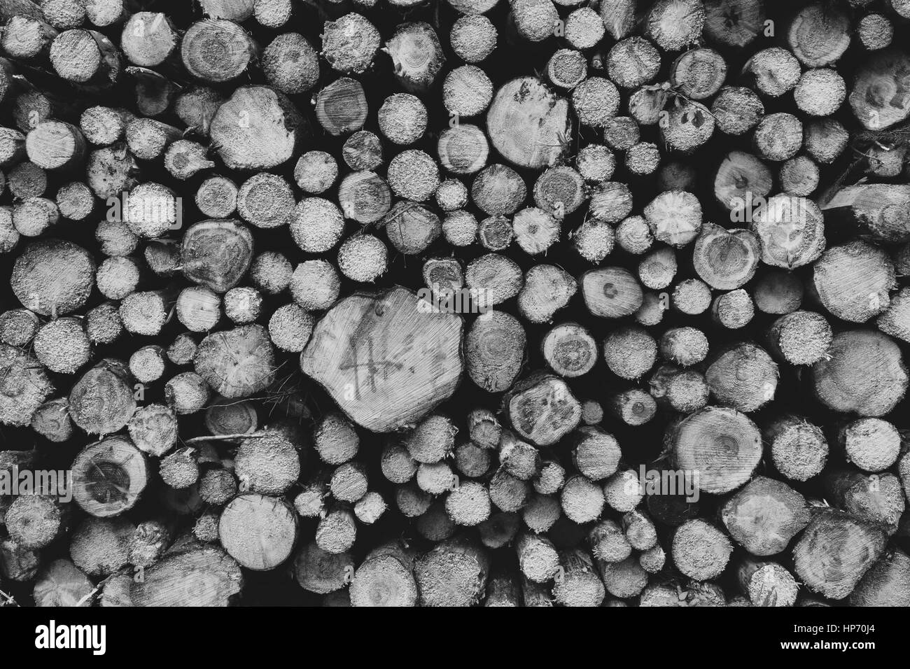 Log texture in black and white hi-res stock photography and images - Alamy