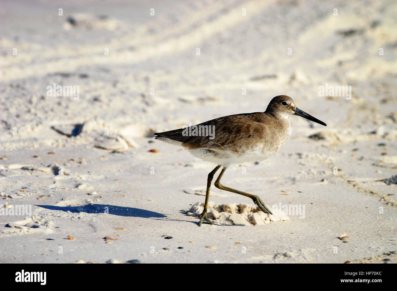 A sand piper walking on a white sandy beach. Panama City Beach, Gulf ...