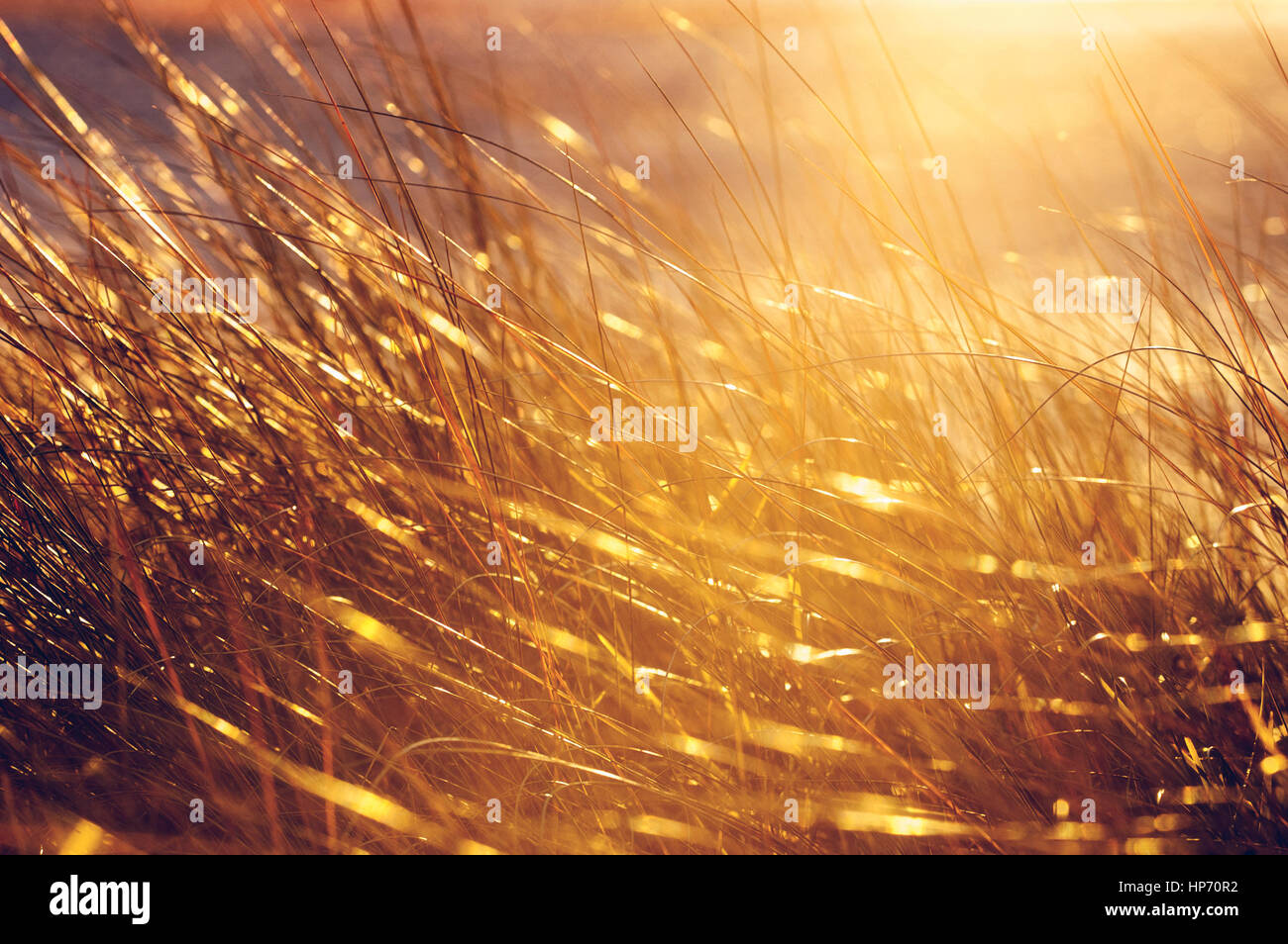 Grass sun shining close up hi-res stock photography and images - Alamy