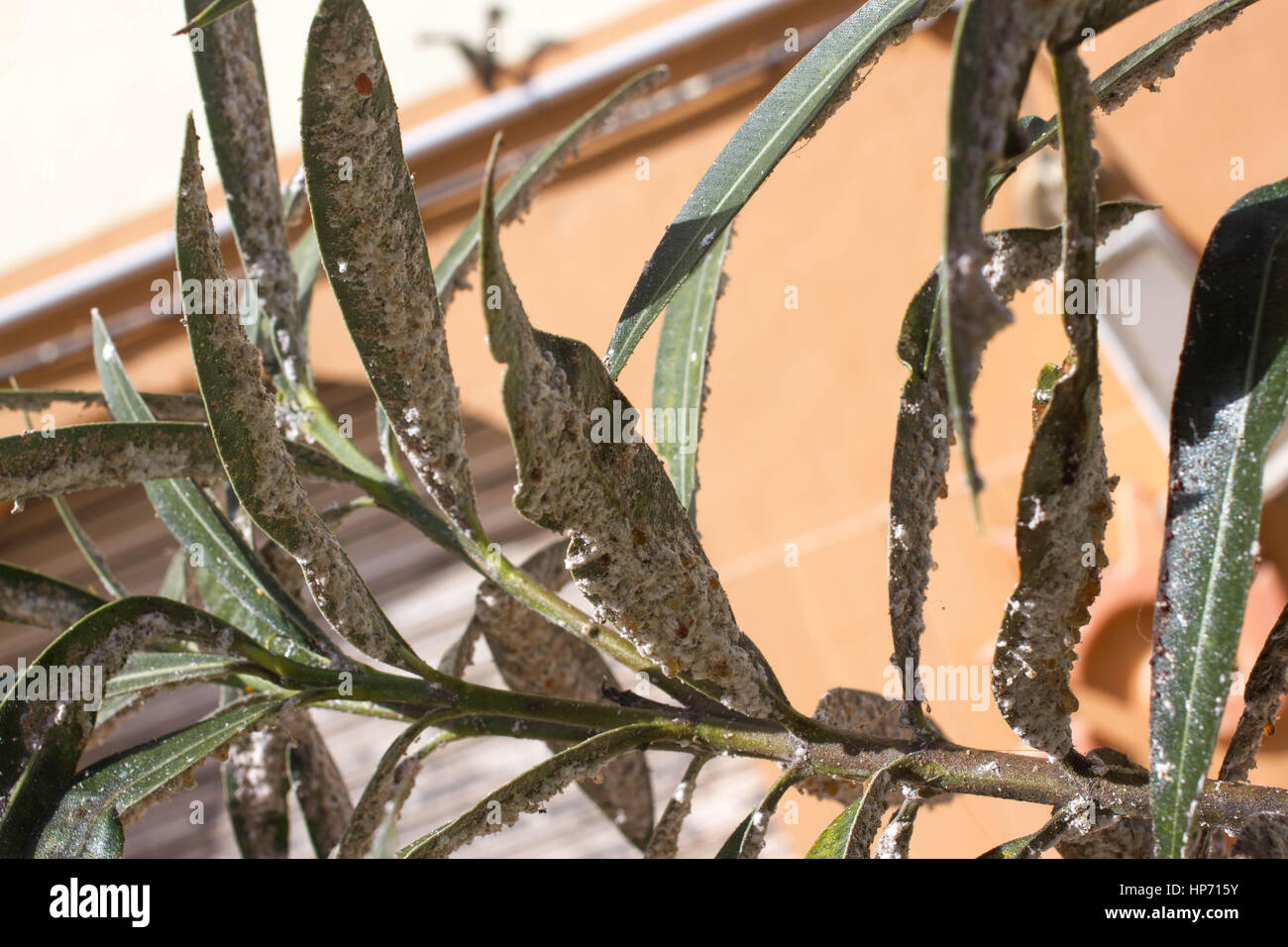 Oleander leaves densely covered with scale insects. Mealy mealybug ...