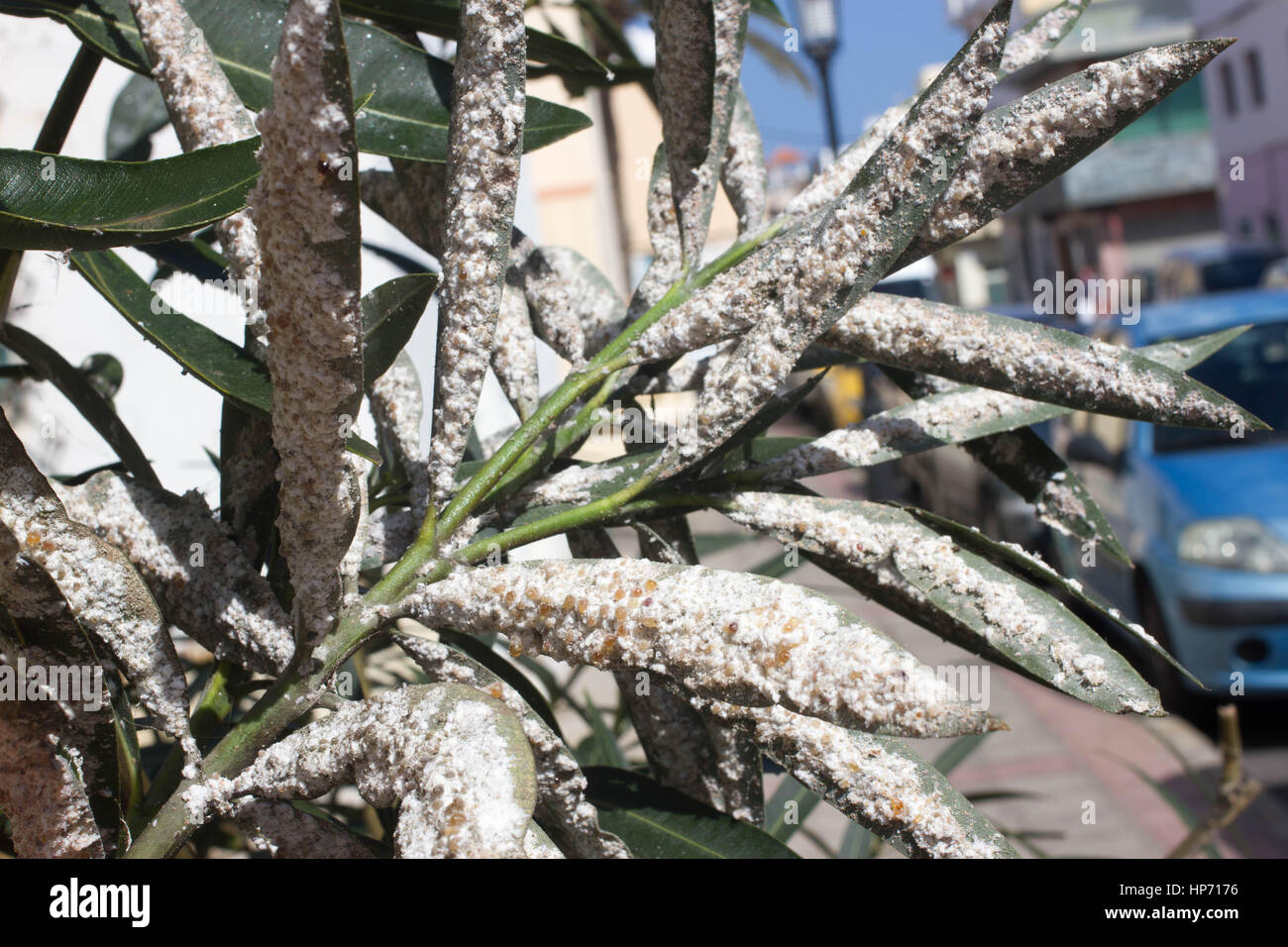 Oleander leaves densely covered with scale insects. Mealy mealybug ...