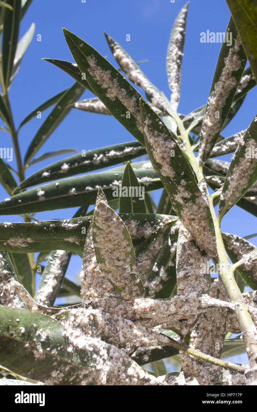 Oleander leaves densely covered with scale insects. Mealy mealybug ...