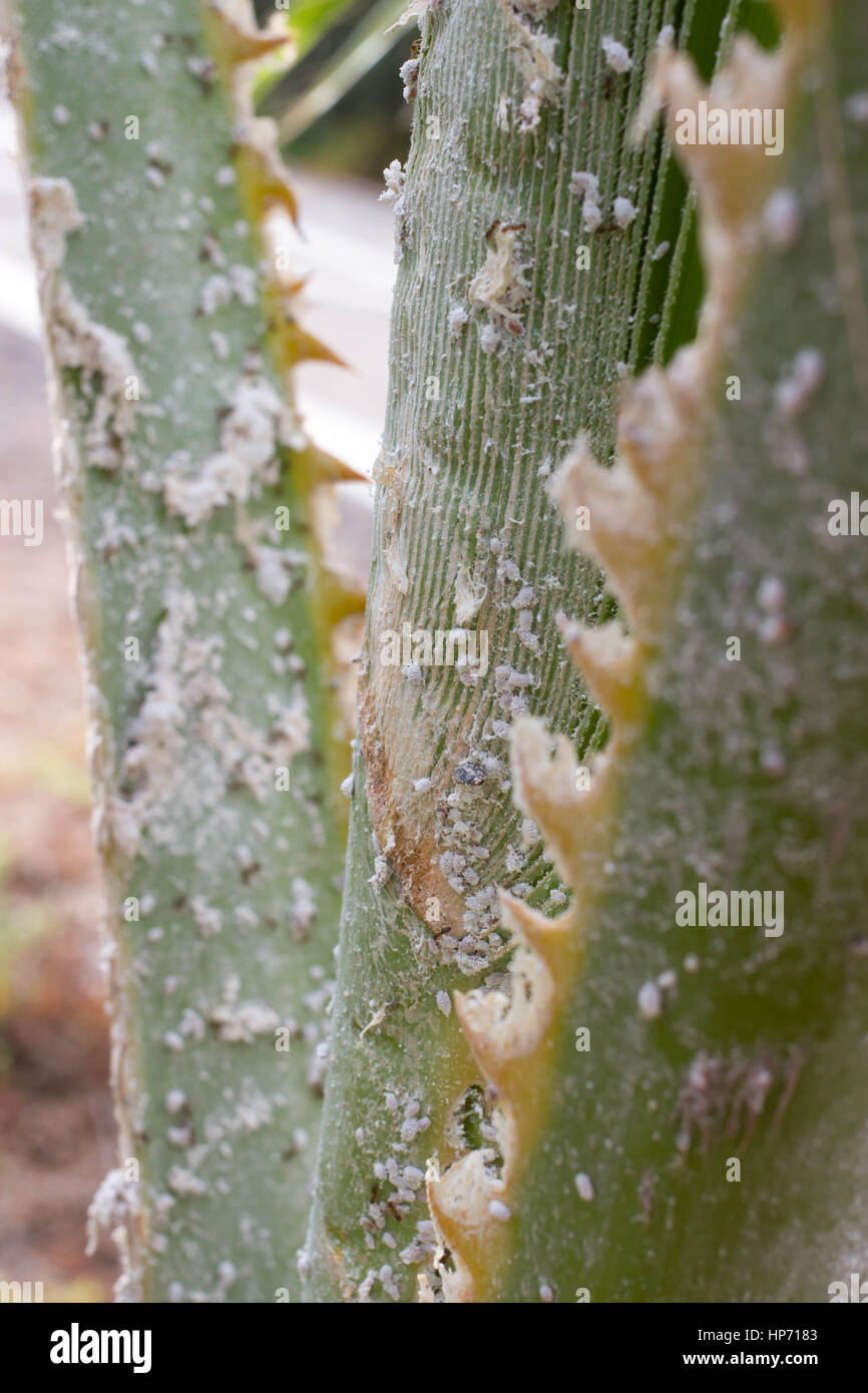 Palm leaves densely covered with scale insects. Mealy mealybug. Thick ...