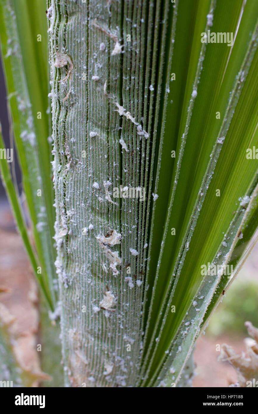 Palm leaves densely covered with scale insects. Mealy mealybug. Thick ...