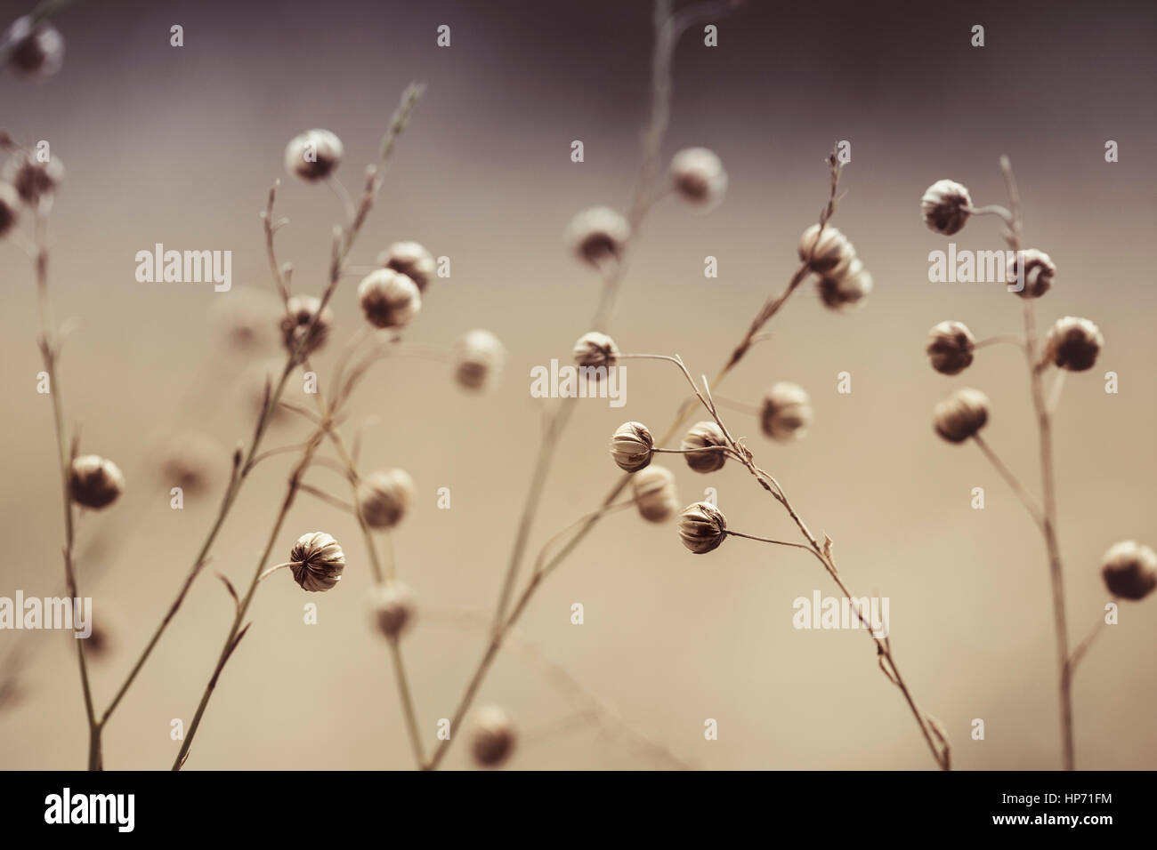 Plant Flower Seed Pods in Summer on a sunny meadow Stock Photo - Alamy