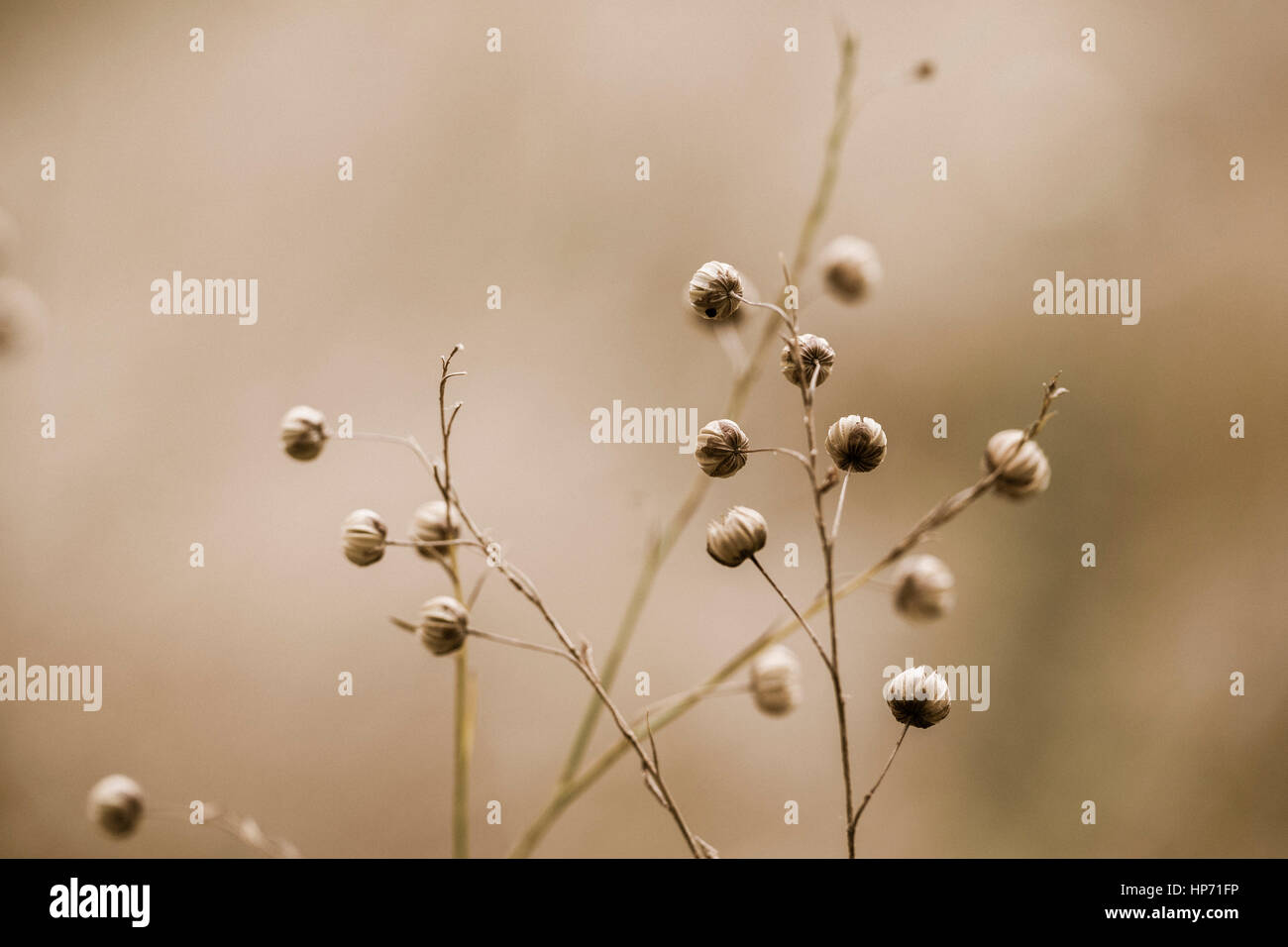 Flower seed pods hi-res stock photography and images - Alamy