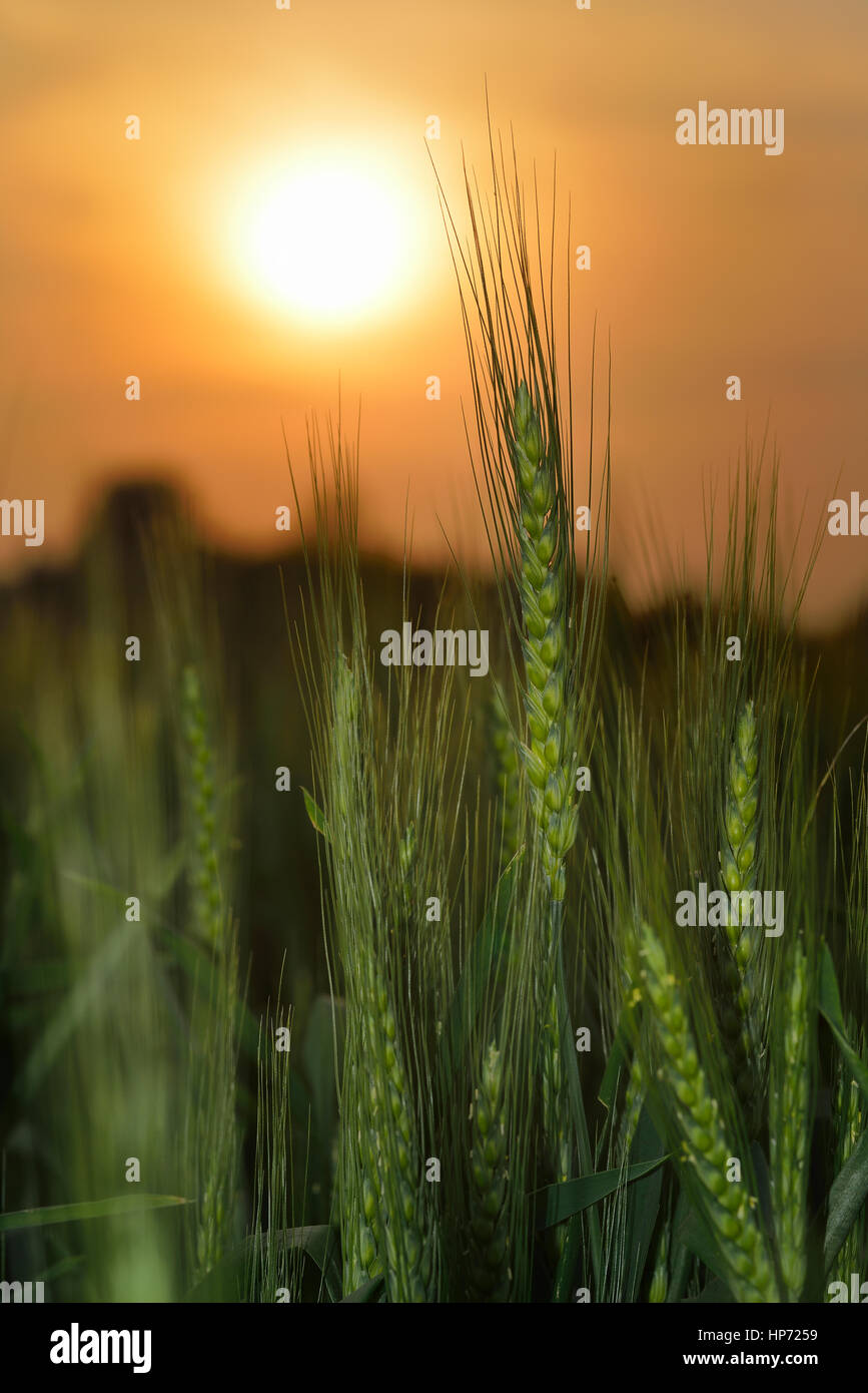 Ripe wheat on field sunset hi-res stock photography and images - Alamy
