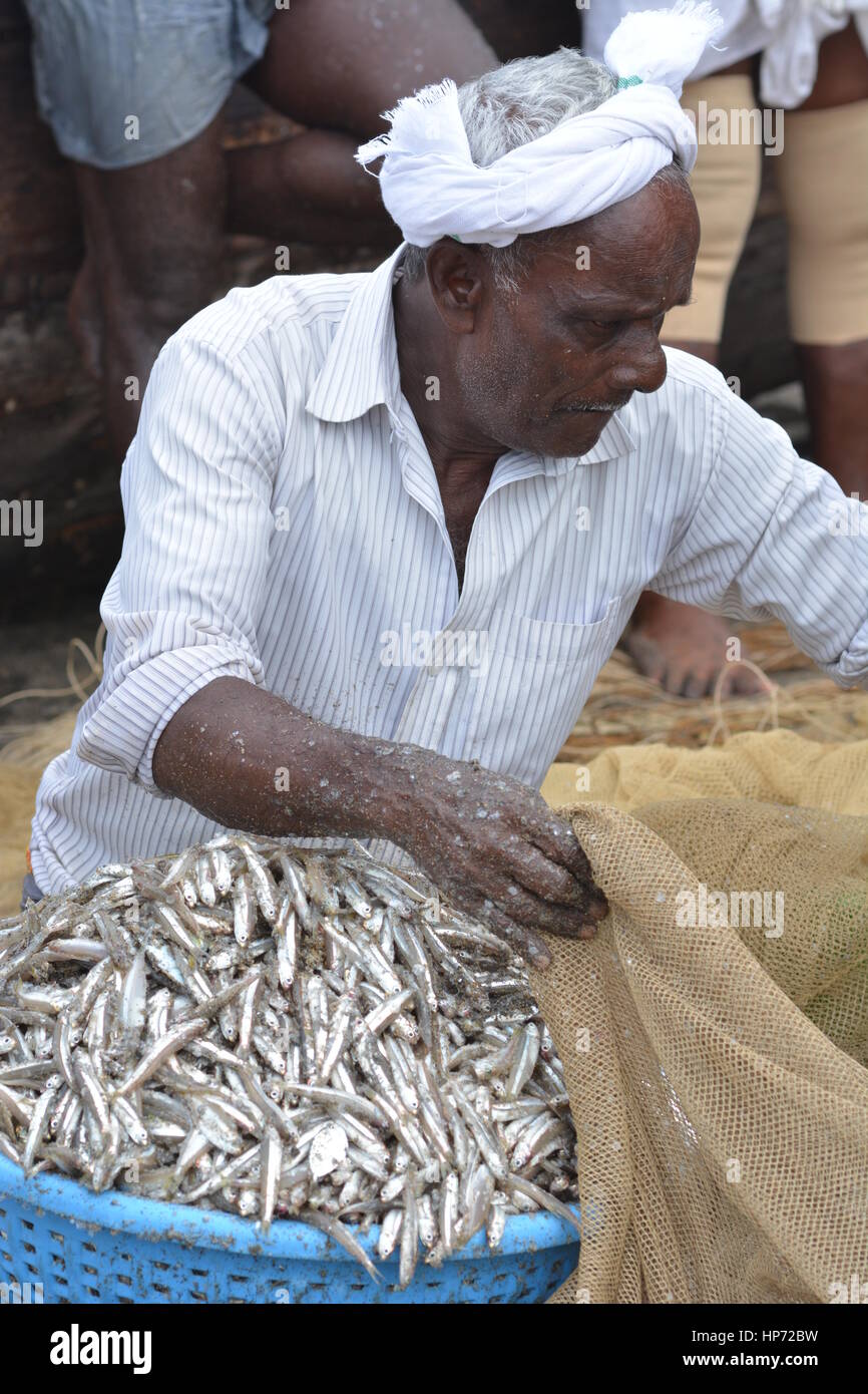 Goa, India - November 5, 2015 - Fishermen catching fishes the ...