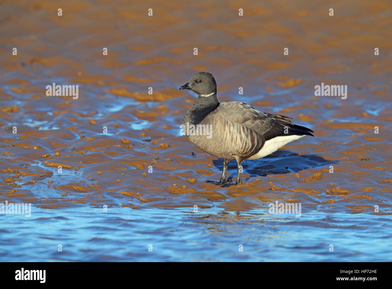 Adult dark-bellied Brent Goose Branta bernicla on a north Norfolk beach ...