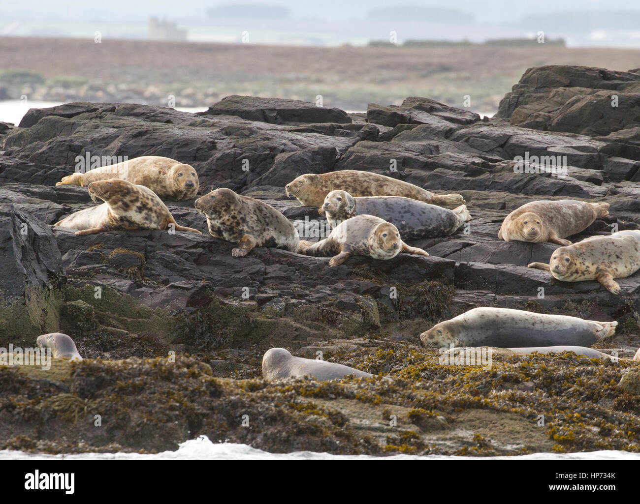 Movement of grey seals hi-res stock photography and images - Alamy