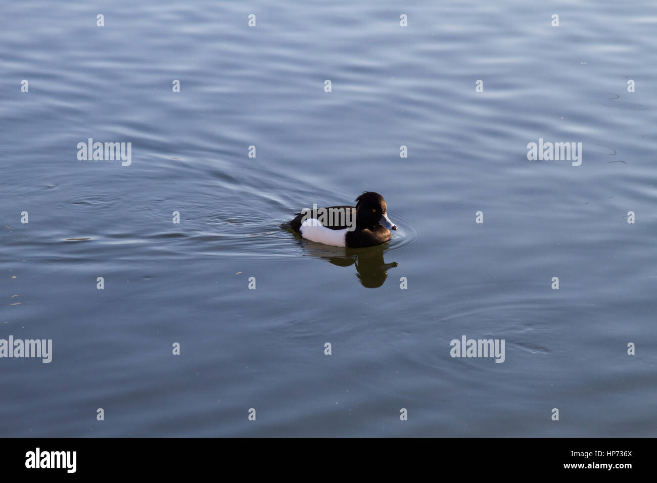Black duck pond hi-res stock photography and images - Alamy