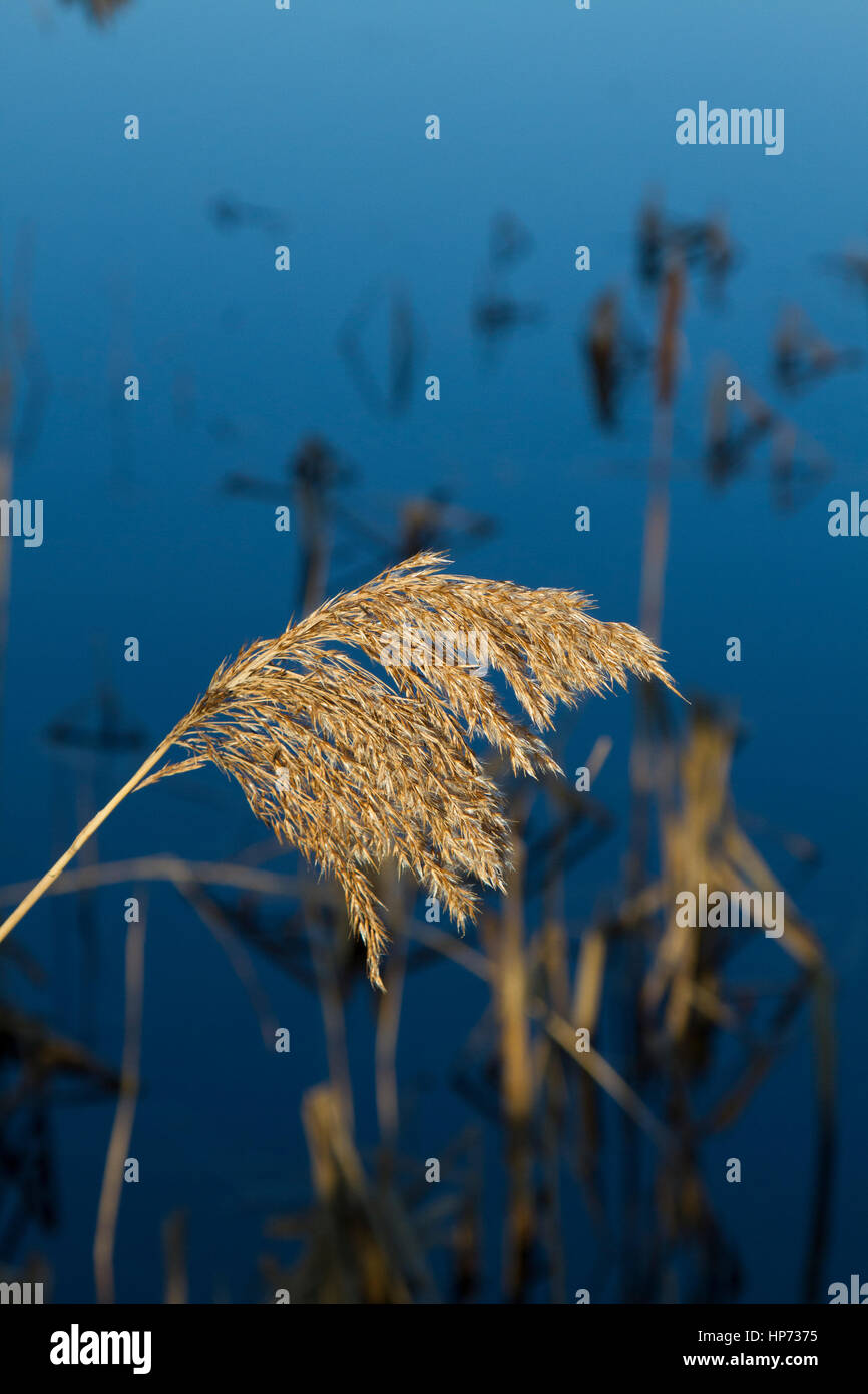 Common reed in sunlight Stock Photo - Alamy