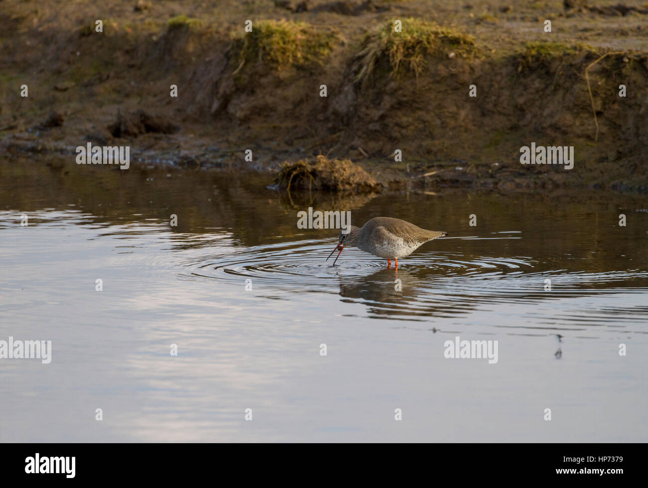 Redshank wetland bird hi-res stock photography and images - Alamy