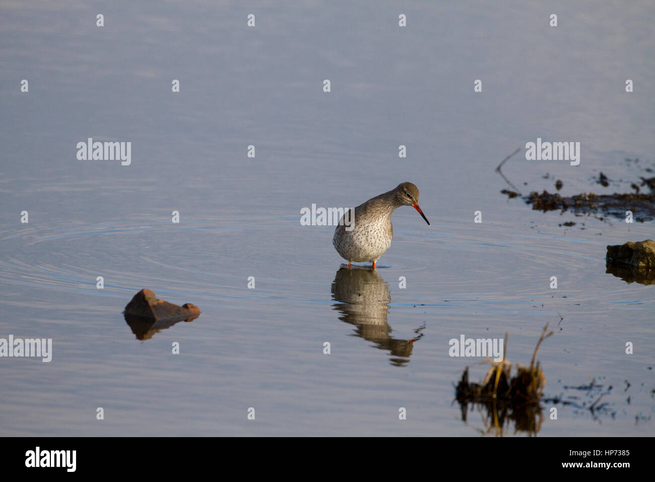 Redshank wildlife hi-res stock photography and images - Alamy
