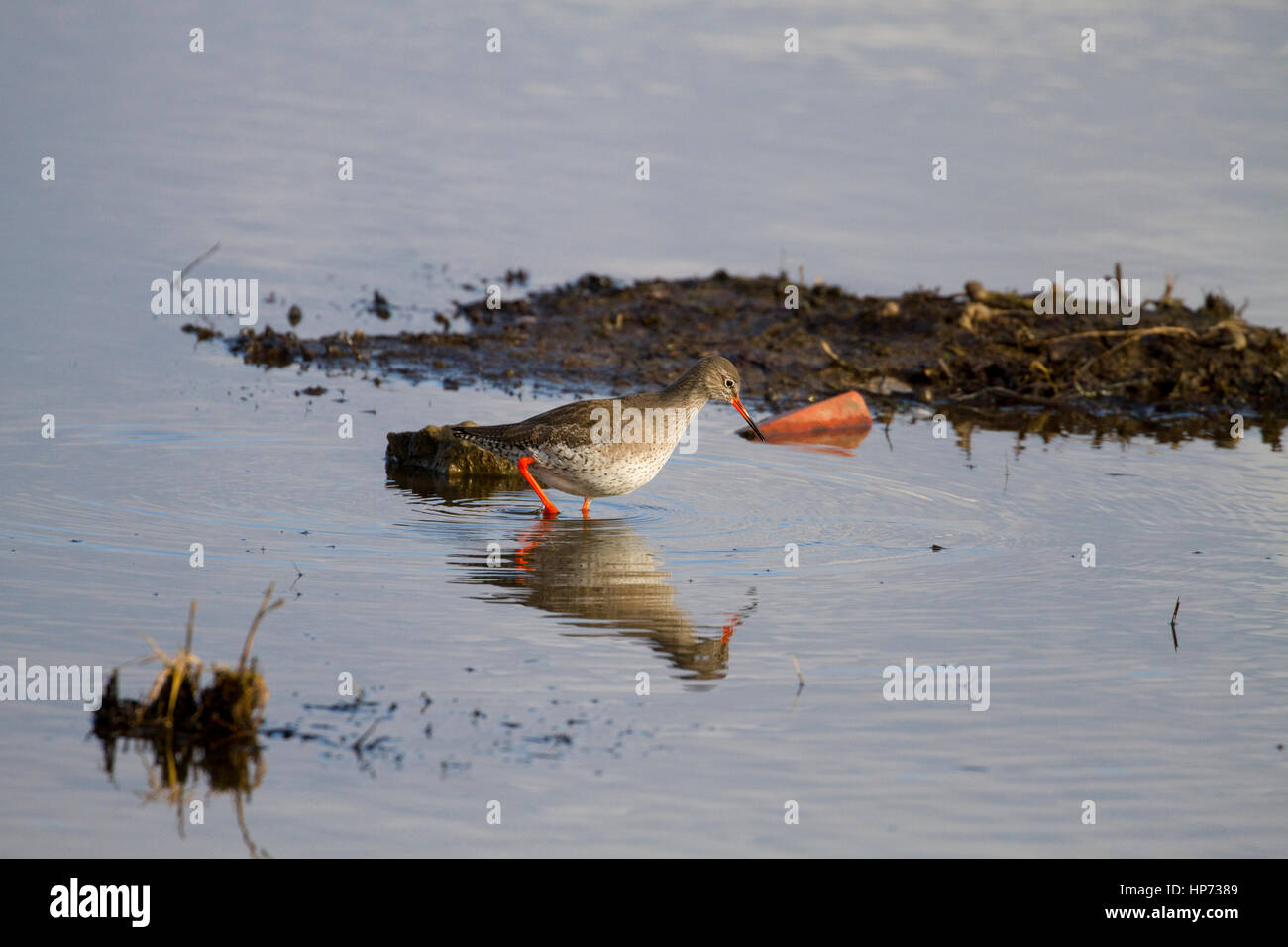 Redshank wetland bird hi-res stock photography and images - Alamy