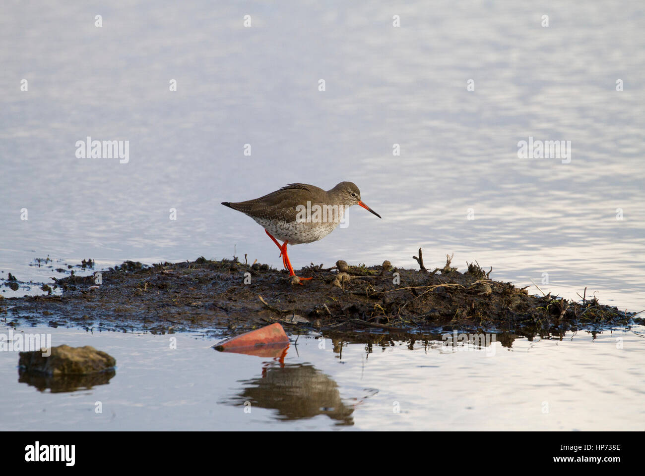Redshank wildlife hi-res stock photography and images - Alamy