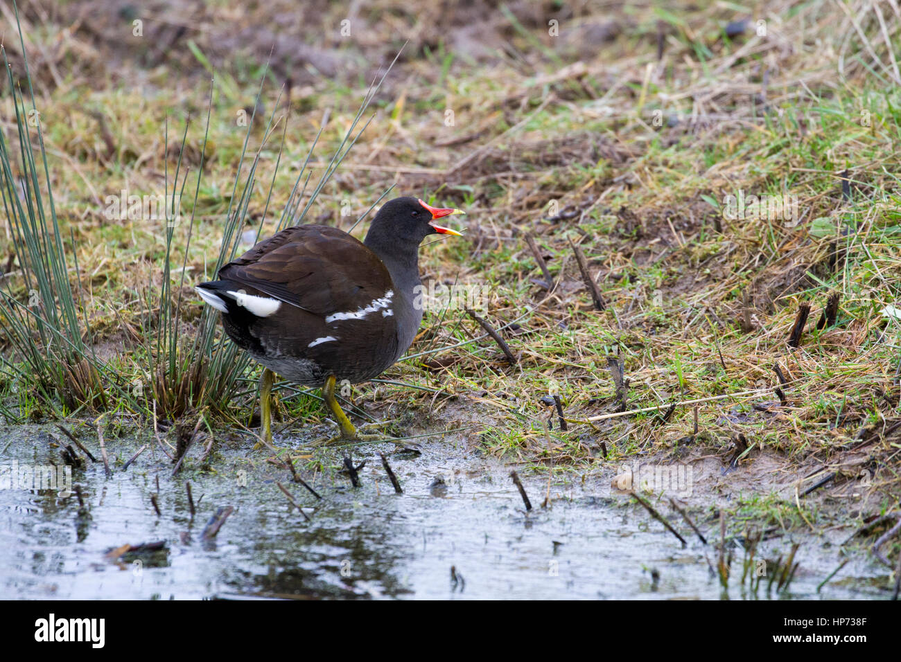 Moorhen bird hi-res stock photography and images - Alamy