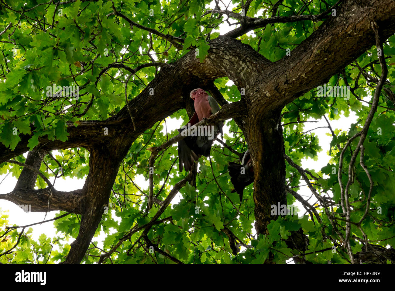 Yanchep rose hi-res stock photography and images - Alamy