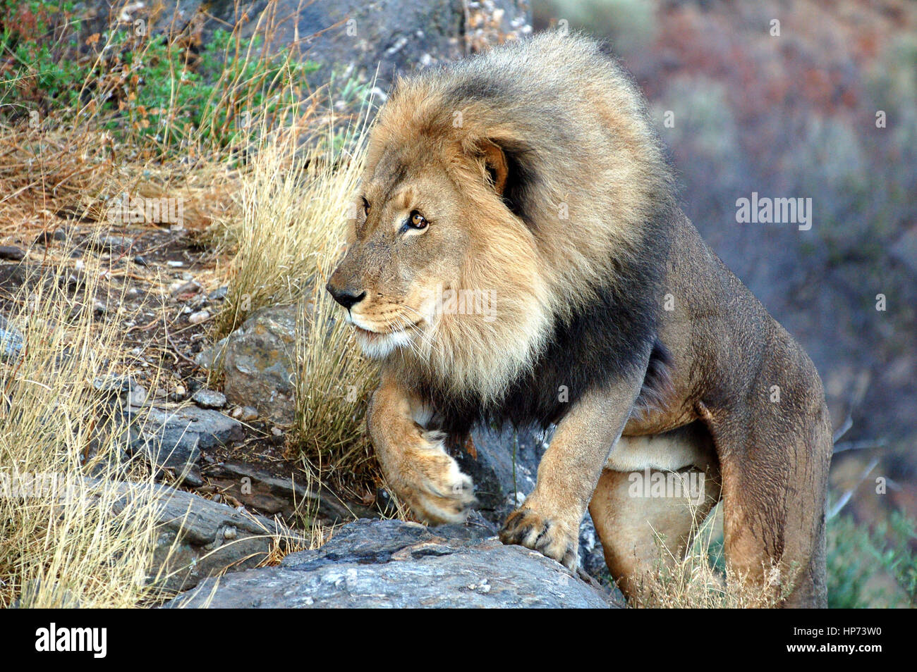 Big male lion hi-res stock photography and images - Alamy