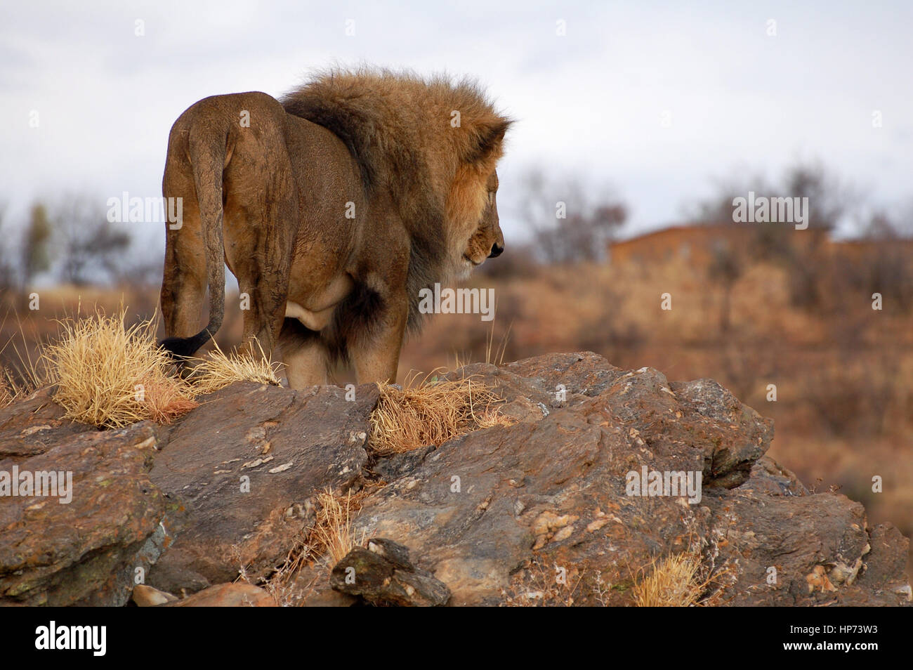 Big male lion hi-res stock photography and images - Alamy