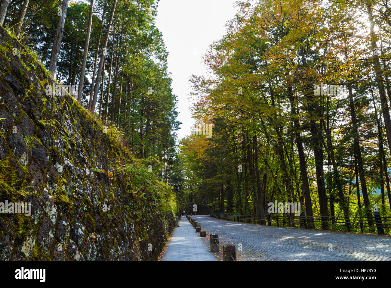 Walks around pine tree in the Nikko, Tochigi, JApan Stock Photo - Alamy