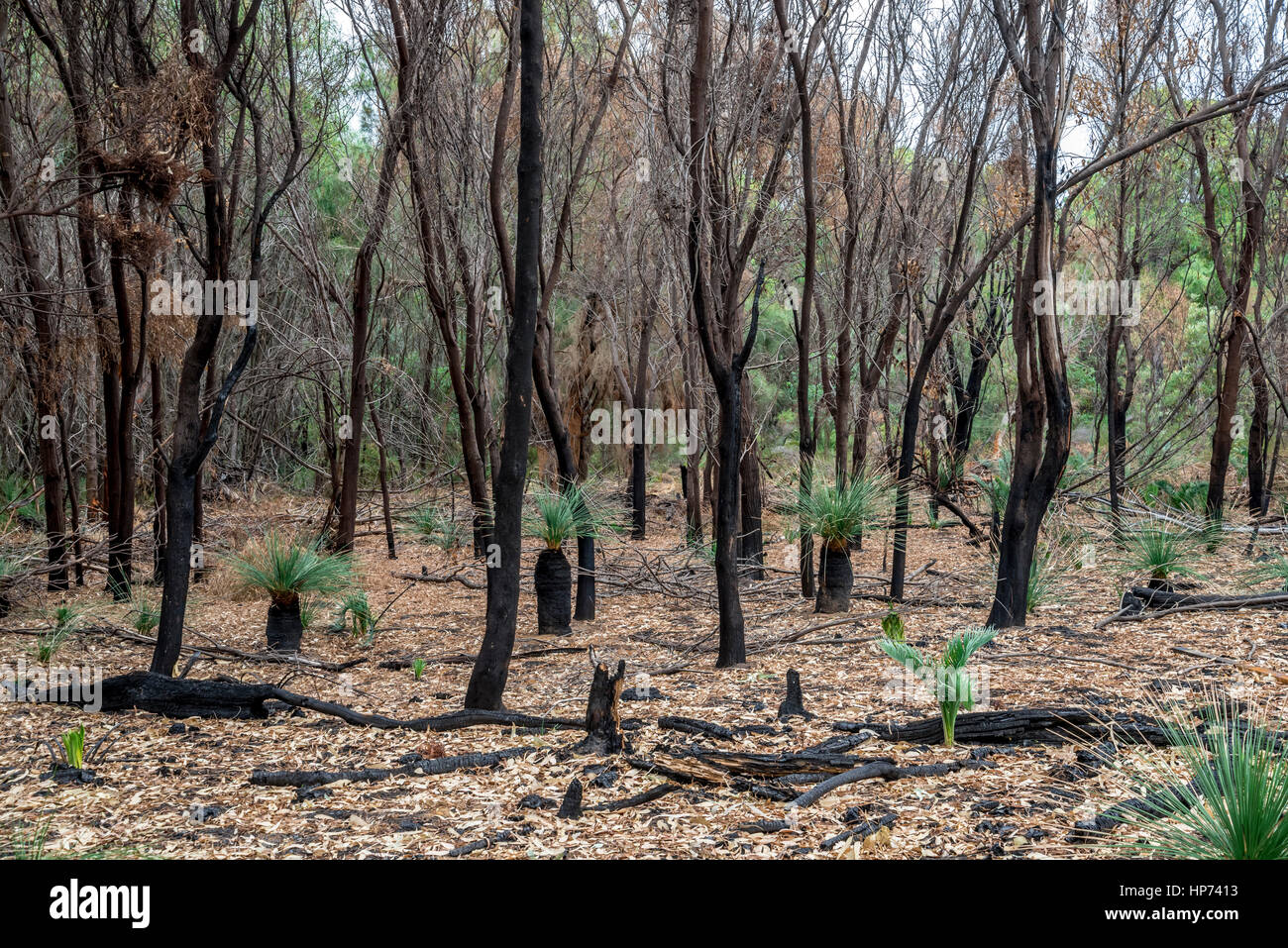 Burnt forest remains after bushfire in Yanchep National Park, City of ...