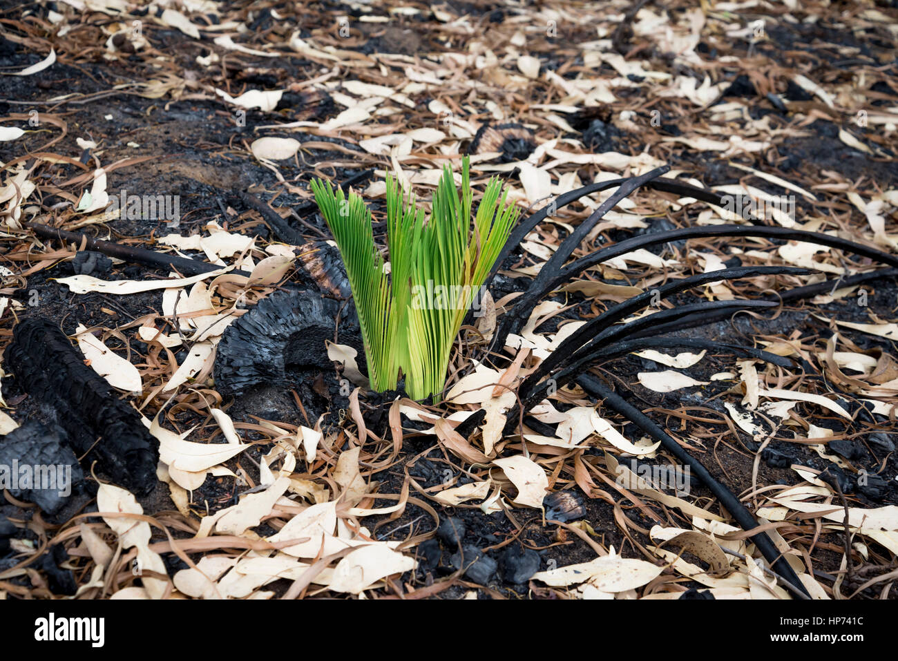 New life among bushfire dead forest in Yanchep National Park, City of ...