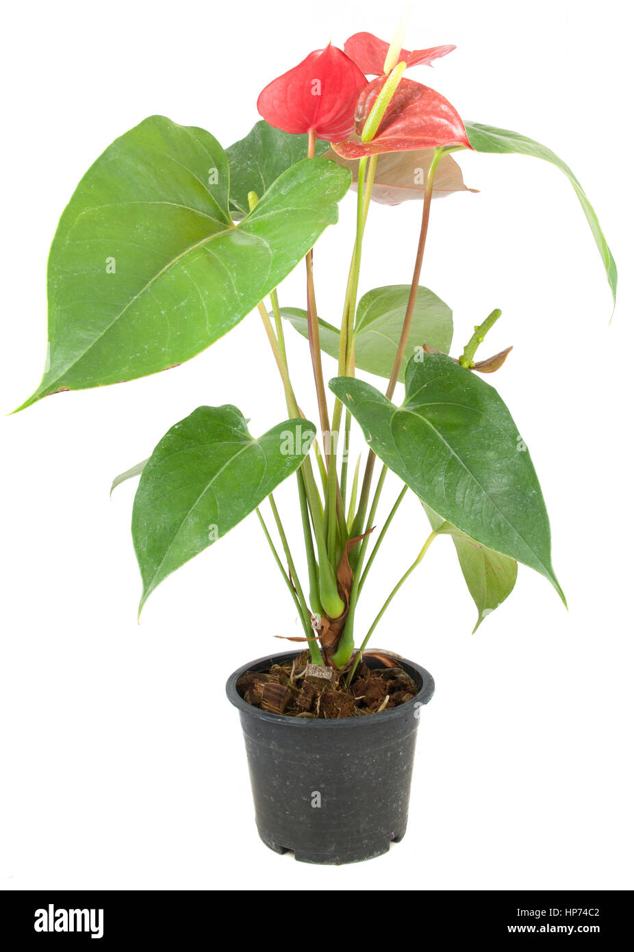 red anthurium flower isolated on white background Stock Photo - Alamy